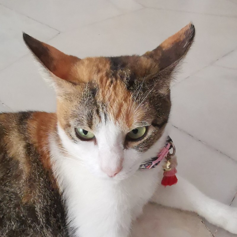 🐈 切丝特 - 4880335 - 浪LIVE直播 - 歌唱才藝直播平台